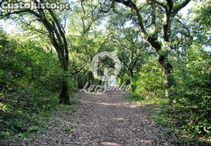 [240-q-11050] Quinta Século Xix Com Vinhas E Bo... | Terrenos e Quintas ...