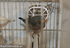 Mandarim Macho | Aves, à venda | Açores | 44729161 | CustoJusto.pt