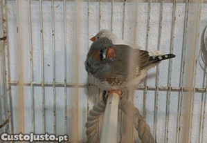 Mandarim Macho | Aves, à venda | Açores | 44729161 | CustoJusto.pt