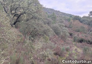 Terreno Rustico Com 16643 M2 | Terrenos e Quintas, à venda | Guarda ...