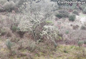 Terreno Rustico Com 16643 M2 | Terrenos e Quintas, à venda | Guarda ...