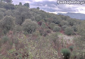 Terreno Rustico Com 16643 M2 | Terrenos e Quintas, à venda | Guarda ...
