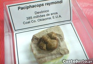 Trilobite Fóssil 3x8x8cm-cx | Móveis e Decoração, à venda | Setúbal ...
