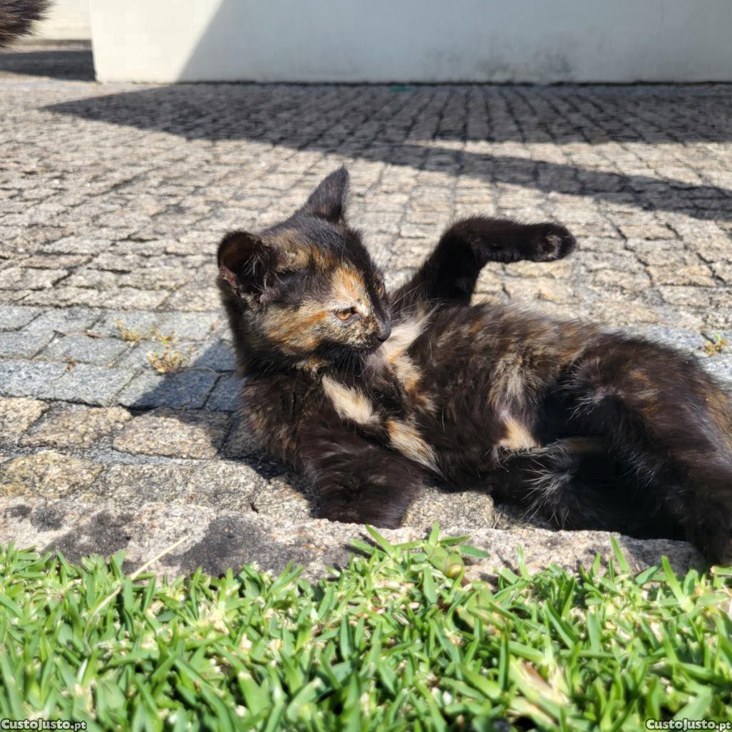 1 Ou 2 Gatinhas Super Meigas ( 8 Meses ) | Gatos, para doação | Braga ...