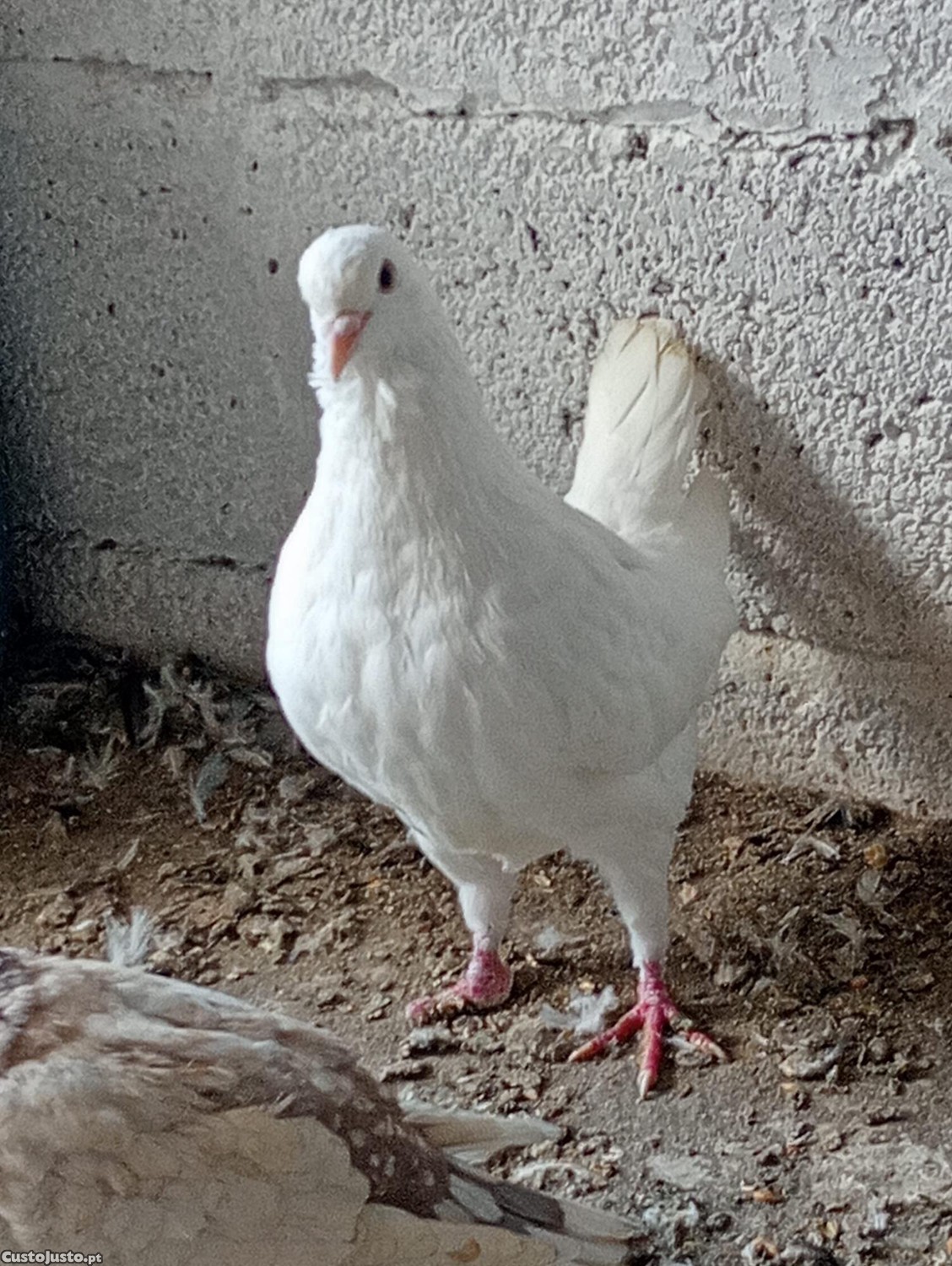 Pombo King Macho | Aves, à venda | Açores | 44670349 | CustoJusto.pt