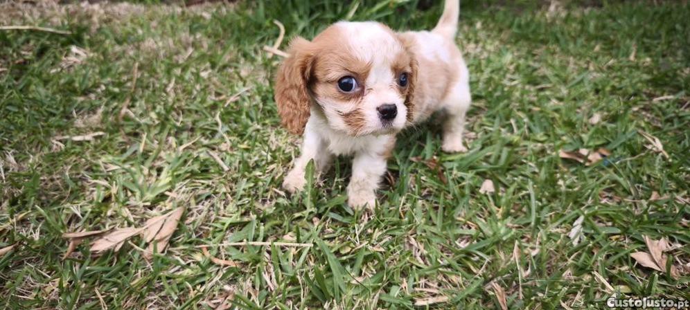 Cavalier King Charles Criado Em Ambiente Familiar | Cães, à venda ...