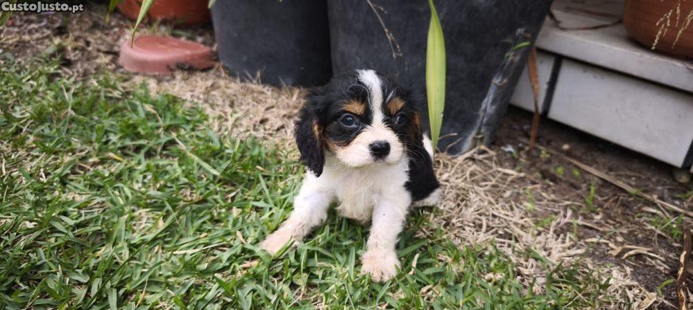 Cavalier King Charles Criado Em Ambiente Familiar | Cães, à venda ...