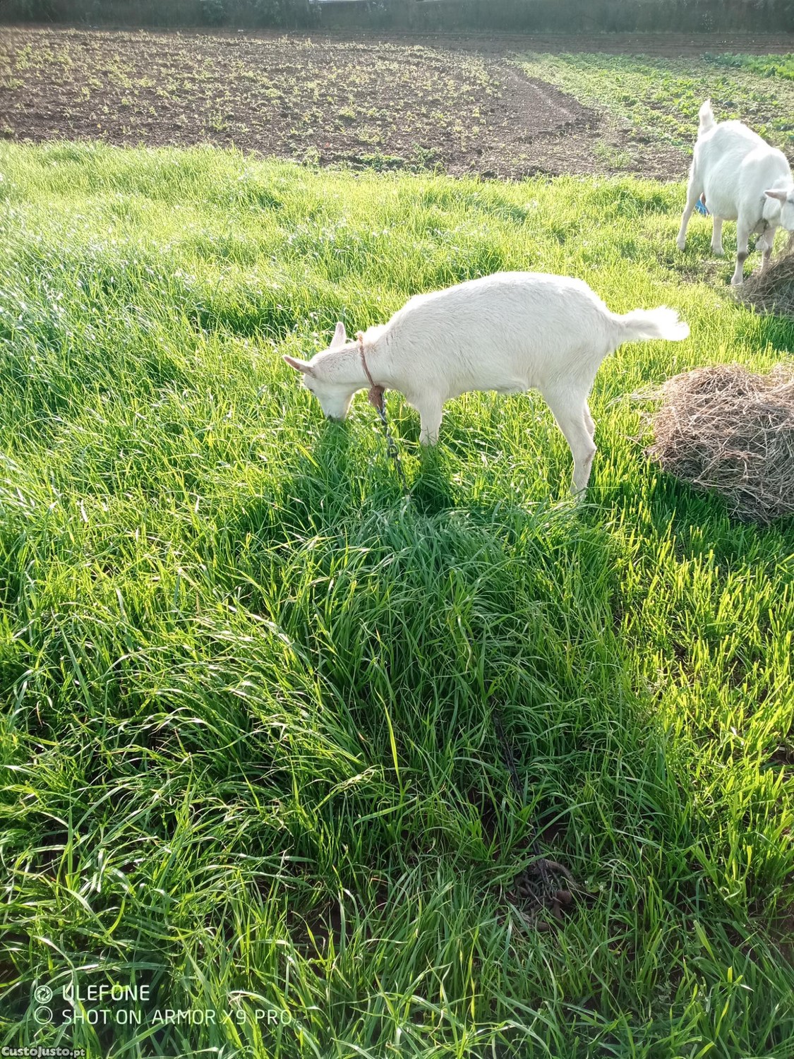 Cabrita | Animais de quinta, à venda | Açores | 44685914 | CustoJusto.pt